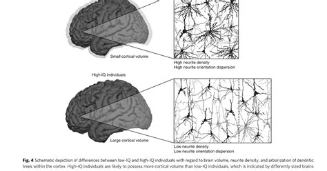 Iqs Corner Higher Intelligence Related To More Efficiently Organized Brains Bigger Larger More