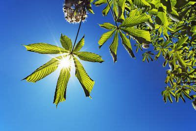 How Much Oxygen Does One Tree Produce