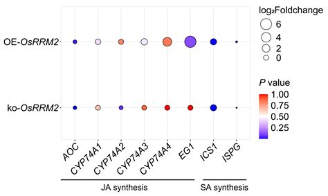 Unveiling The Role Of Rna Recognition Motif Proteins In Orchestrating Nucleotide Binding Site