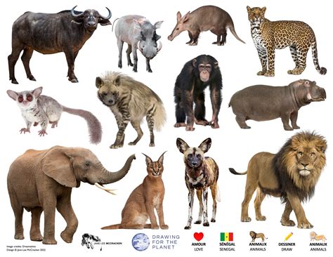 Senegal Wildlife Drawing For The Planet