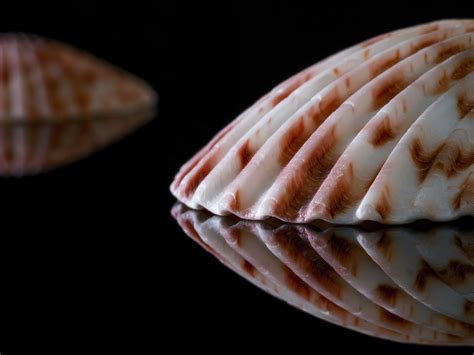 Shell Reflection Nature Free Photo On Pixabay Pixabay