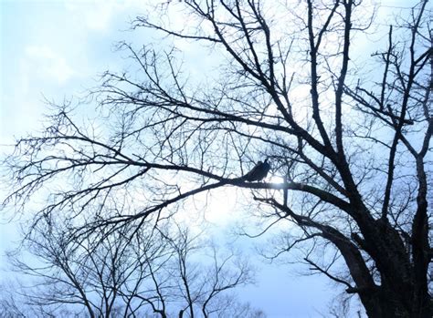 통도사를 찾아온 공작새