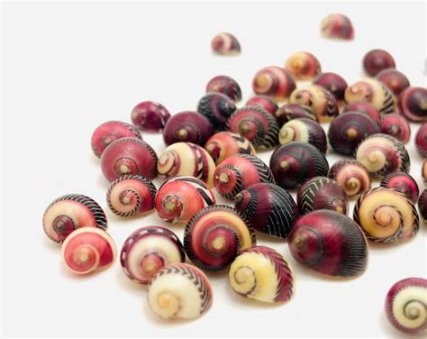 Vittina Waigiensis Small Red Shell Collection Shell Curiosity Cabinet Nerite Jewelry Shell