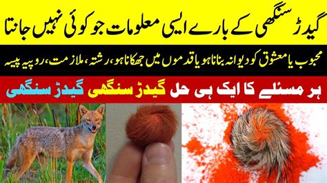 Reality Behind Gidar Singhi Or Jackal Horn گیدڑ سنگھی کی حقیقت Jackal Horn Talisman Youtube