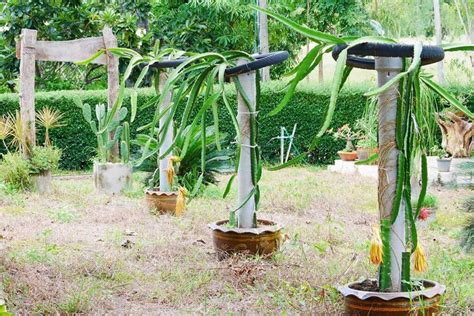 How Tall Should A Dragon Fruit Trellis Be Flash Uganda Media