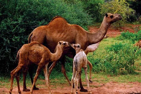 Camel Description Humps Food Types Adaptations And Facts Britannica
