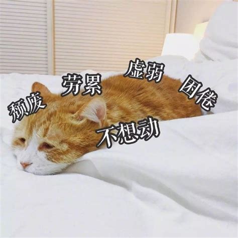 猫咪不想动猫咪吃东西大山谷图库
