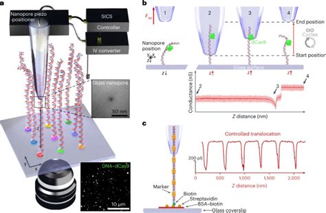 纳米人 Nature Nanotechnology：在受控速度下通过纳米孔的空间多重单分子易位