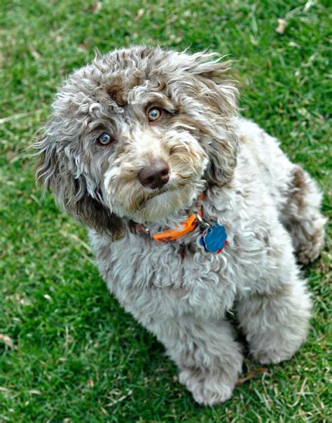 Java Main Crossfield Doodles