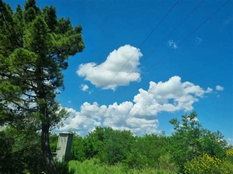 「교목喬木」 이육사 네이버 블로그