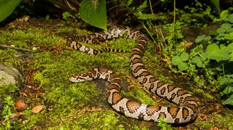 Milk Snake Care Sheet Mypetreptiles