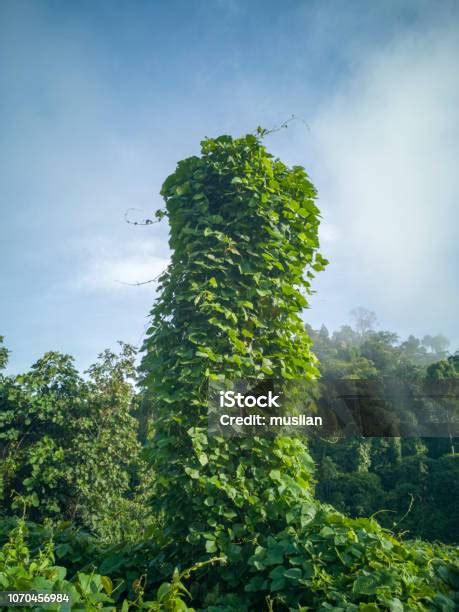 녹색 열 대 잎과 콩과 식물 Mucuna Bracteata 그것은 질소 규제 공장 Agroecosystems에 사용 되는 0명에 대한 스톡 사진 및 기타 이미지 Istock