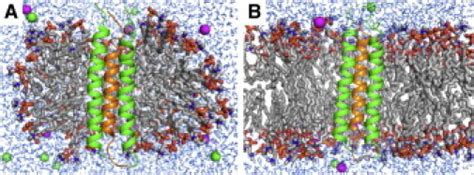 Nmr Observable Based Structure Refinement Of Dap12 Nkg2c Activating