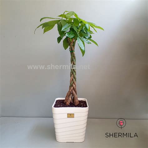 خرید درختچه پاچیرا بزرگ