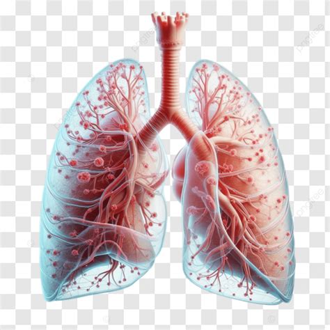 투명한 배경에 3d 호흡기 시스템 폐 3차원 호흡계 폐 투명한 배경에 폐 Png 일러스트 및 이미지 에 대한 무료 다운로드