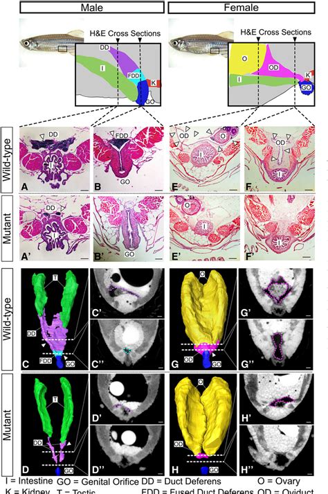 Figure 4 From Female Sex Development And Reproductive Duct Formation