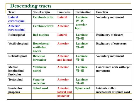 The Nervous System ——the Spinal Cord Ppt Download
