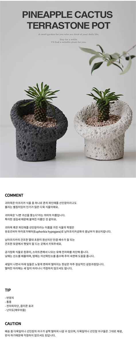 괴마옥 파인애플선인장 테라스톤 화분 감도 깊은 취향 셀렉트샵 29cm