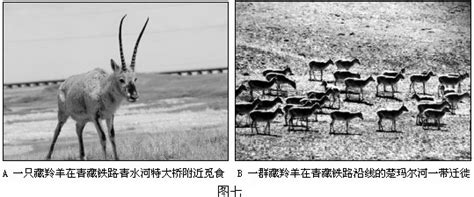 出版画册追寻藏羚羊 并最终让藏羚羊保护问题得到了社会关注的我国摄影家是奚志农 赏学吧