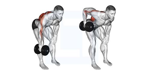 Dumbbell External Rotation Guide Benefits And Form