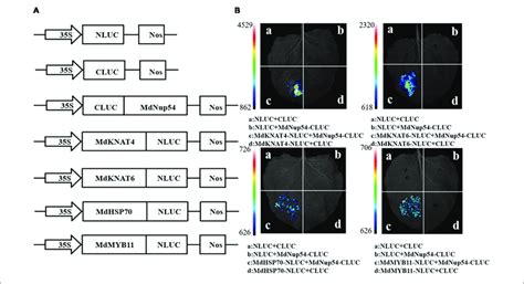 Luciferase Luc Complementation Validation Of Mdnup54 Interacting