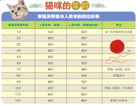 怎么分辨猫的年龄图猫咪各年龄段牙齿图小猫三个月有图片第6页大山谷图库
