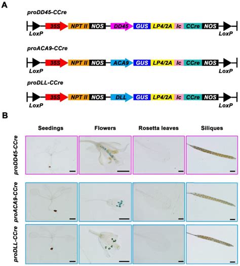 Dual Reproductive Cell Specific Promoter Mediated Split Cre Loxp System Suitable For Exogenous