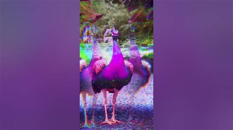 Picock Piya Chhod Di Nashortvideo Viral Youtube