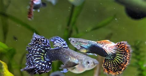 Guppy Stock Album On Imgur