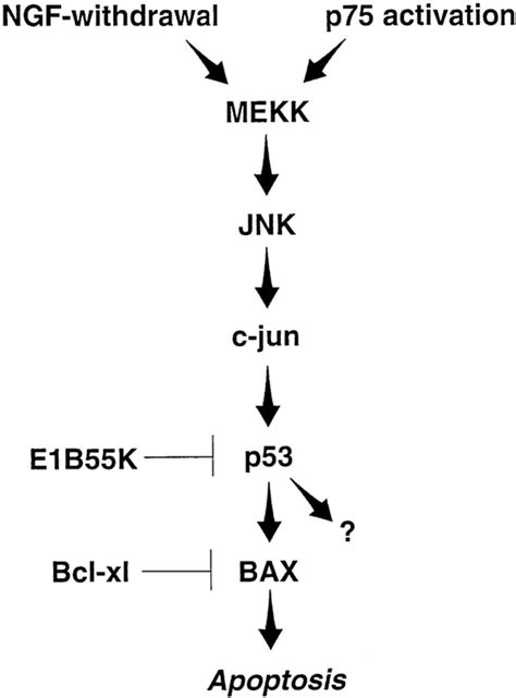 Model Of Sympathetic Neuron Apoptosis Induced By Ngf Withdrawal Or Download Scientific Diagram