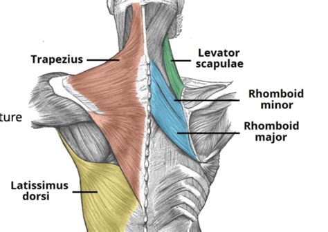 Anatomy Exam 3 Flashcards Quizlet