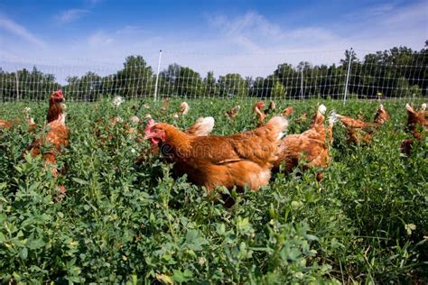 Red Sex Link Chickens Stock Image Image Of Food Field 57921345