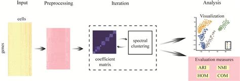 S3c2 Takes The Scrna Seq Expression Matrix As Input After Data Download Scientific Diagram