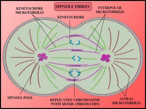 Spindle Fibers Attach On To A Telomere Of The ChromosomesB Kinetochore Of The ChromosomesC