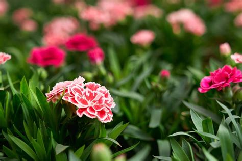 Pino Estrella Informacion Descriptiva Vivero El Rosal