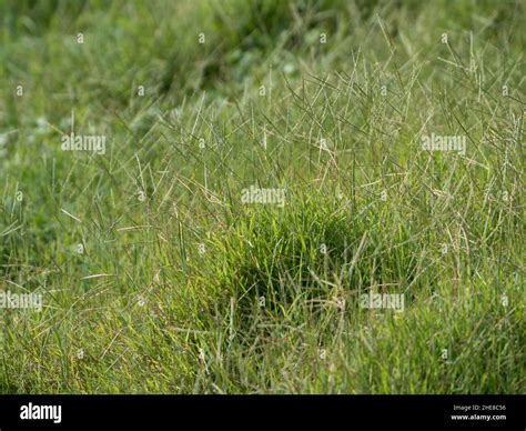 Thick Lush Clump Of Green Grass With Tufted Seed Heads Blowing Gently