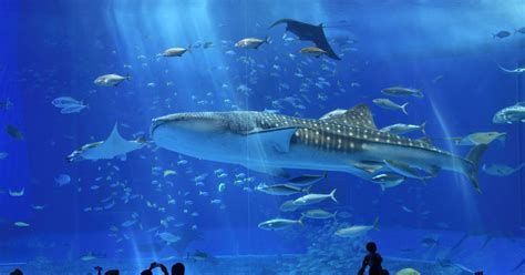 冲绳美丽海水族馆目的地官方日本国家旅游局 JNTO