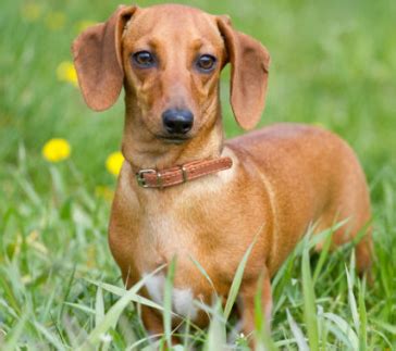 미니어처 닥스훈트 평균 수명 최고령은 병과 사인 수명을 늘리는 비결