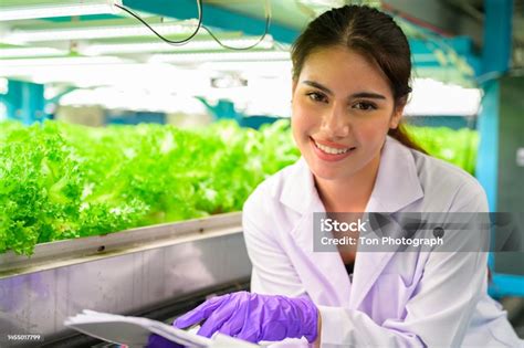 스마트 기술 농장 스마트 실내 농장 공장 연구원 무농약 채소 품종 개발 온실 농업 온실 실내 스마트 농장 공장 건축에 대한 스톡 사진 및 기타 이미지 Istock