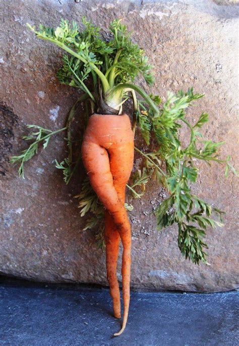 These Pics Of Sexy Carrots Will Definitely Make You Look Twice The Sun