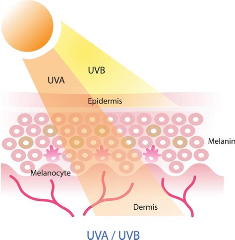 Uva And Uvb Radiation Penetrate Into The Skin Layer Vector On White Uva And Uvb Radiation Penetrate Into The Skin Layer Vector On White