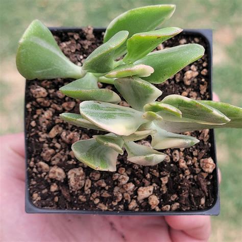 Crassula Ovata Tricolor Jade Plant Var Desertscapesucculent