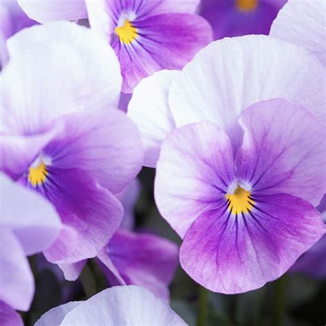 Birth Month Flower Meanings A Complete List By Month Yourtango