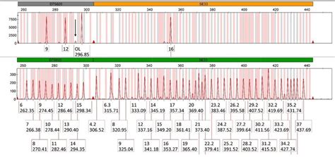An Electropherogram Showing Allele 2 At The Se33 Locus The Figure