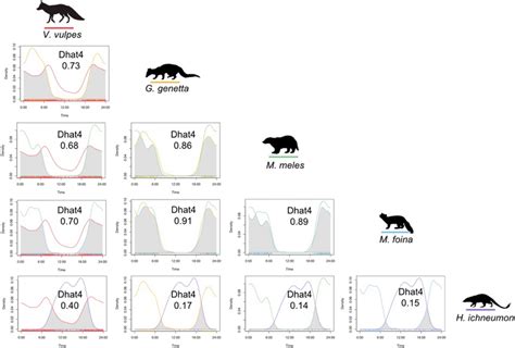 Temporal Overlap Of The Five Mesocarnivore Species Activity During The