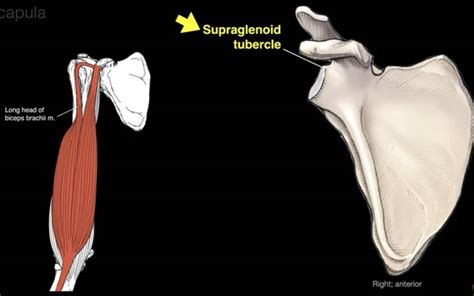Anatomy And Function Of The Scapula Human Anatomy Welcome To Sys Medtech International