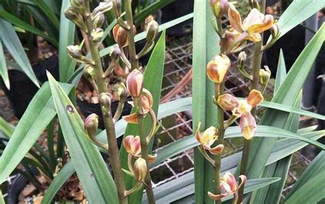 墨兰是什么植物？ 蜜源植物 酷蜜蜂