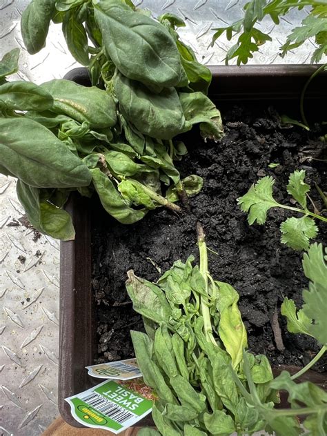 Fusarium Wilt Basil And Bolting Cilantro Rgardening
