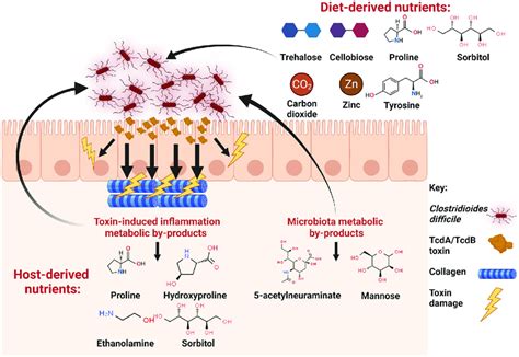 Overview Of The Nutrients C Difficile Utilises And Their Origin During