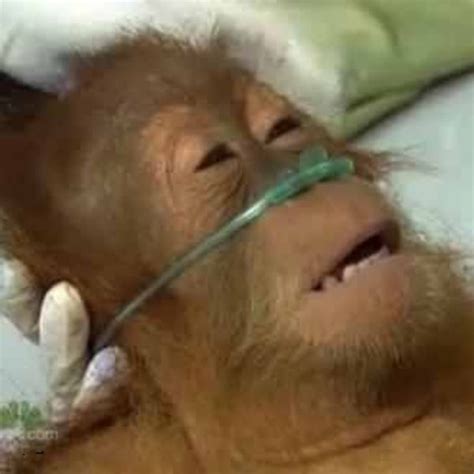 Gerador De Memes Dying Orangutan